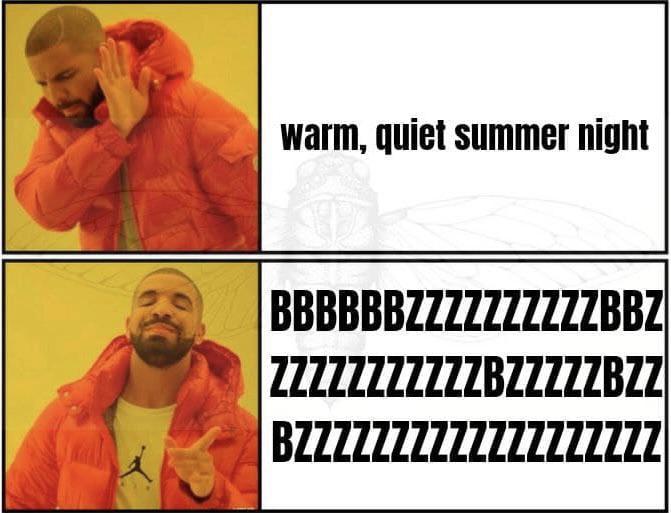 Cicadas | Brood X Cicadas | Know Your Meme