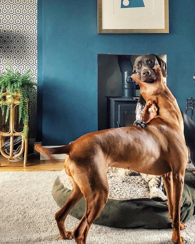 Takes a Minute to Figure Out What You're Looking At | Dogs | Know Your Meme
