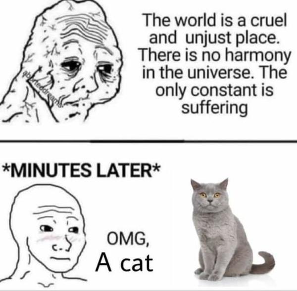 a-cat-the-world-is-a-cruel-and-unjust-place-know-your-meme