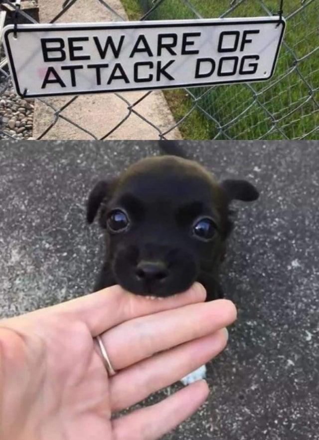 Attack Dog | Blessed Image | Know Your Meme