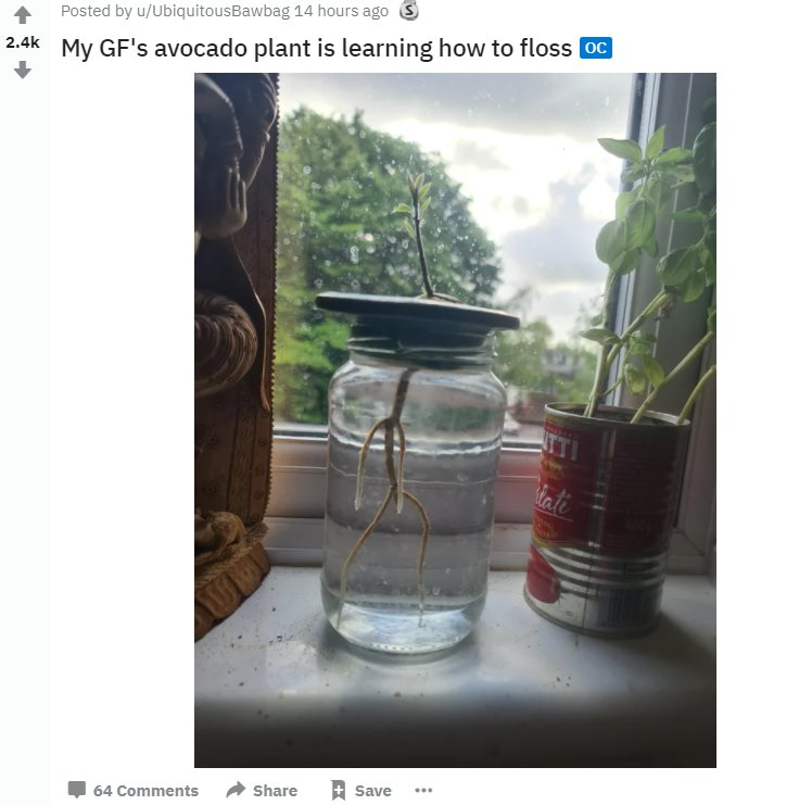 Flossing Avocado Plant | Comedy Cemetery | Know Your Meme