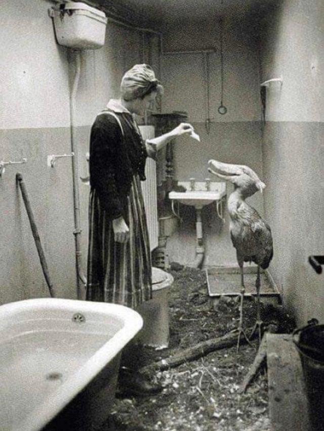 Cursed_Bird Friend | Cursed Images | Know Your Meme