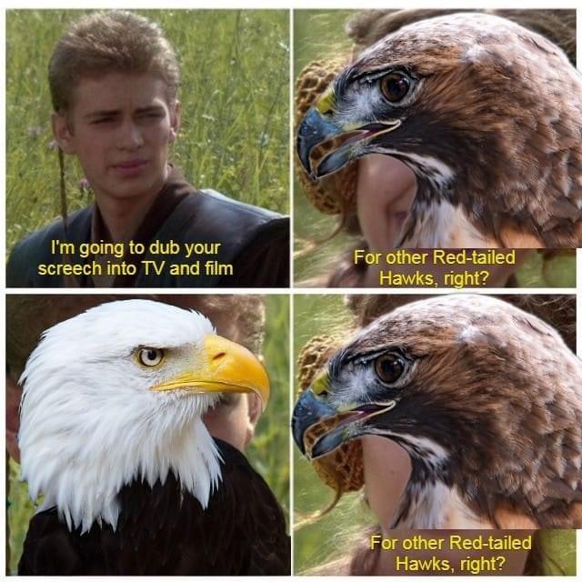 Hawk Bro Did Nothing Wrong | For the Better, Right? | Know Your Meme