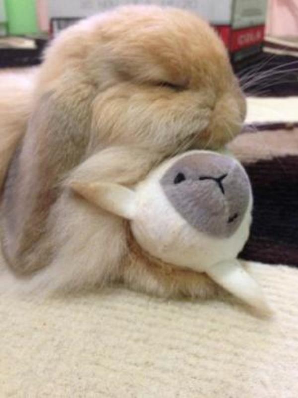 Sleepy bun | Rabbits | Know Your Meme