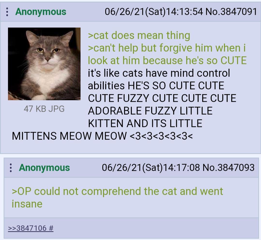 Anon owns a cat | /r/Greentext | Greentext Stories | Know Your Meme