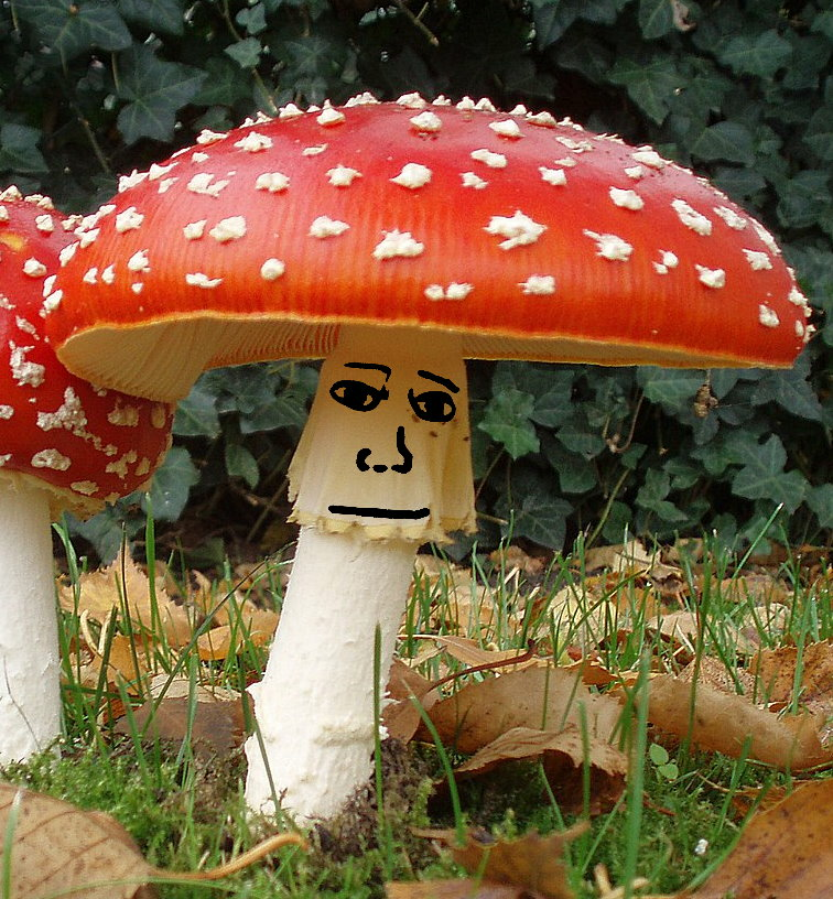 Real Shroomjak | Shroomjak / Mushroom Wojak | Know Your Meme