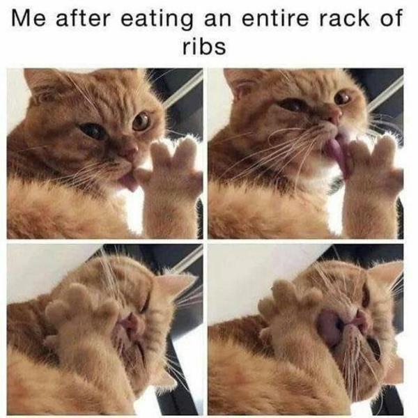 Delicious | Cats | Know Your Meme