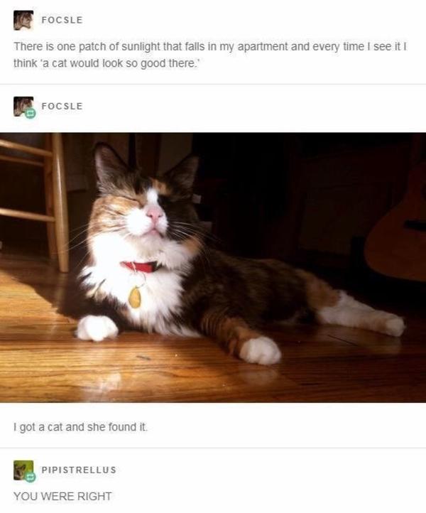 Patch of Sunlight | Cats | Know Your Meme