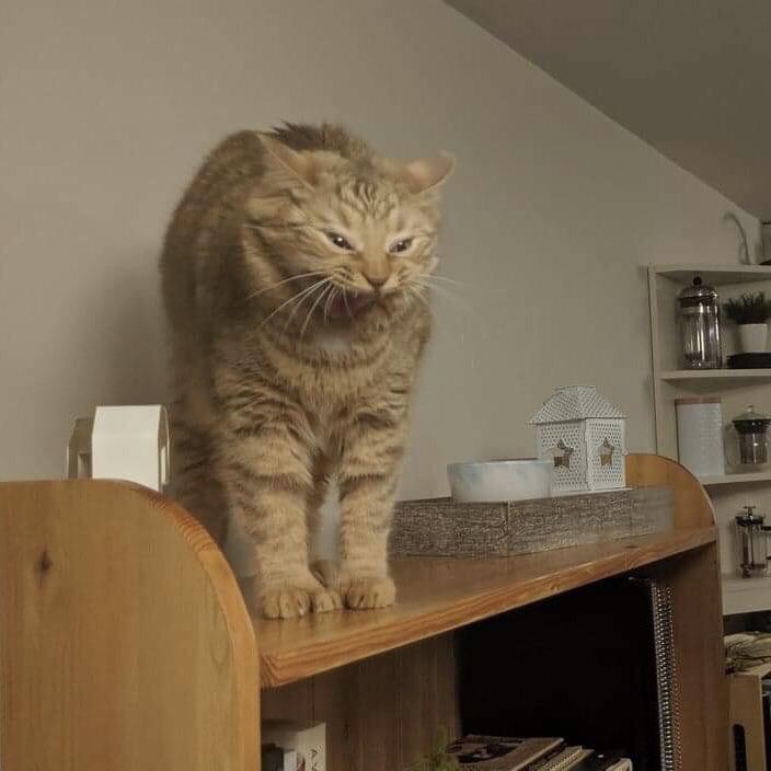 Caught Mid-Stretch | Cats | Know Your Meme