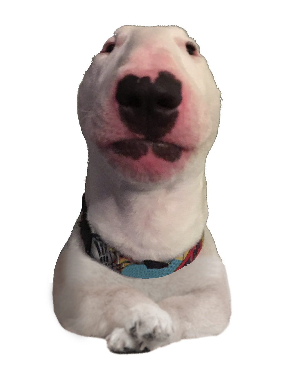Le standing Walter has arrived ( this was h a r d ) | /r/dogelore ...