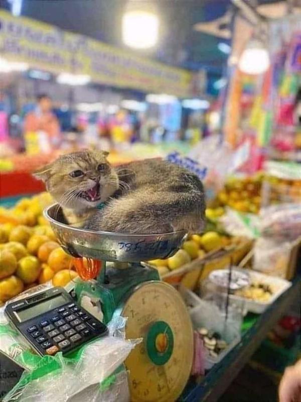 Weight Manager | Cats | Know Your Meme