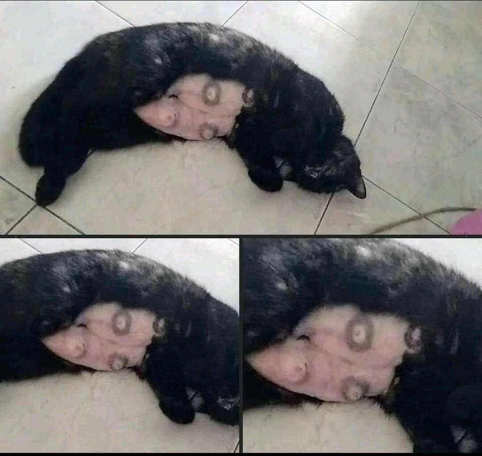 Cat Belly | Cursed Images | Know Your Meme