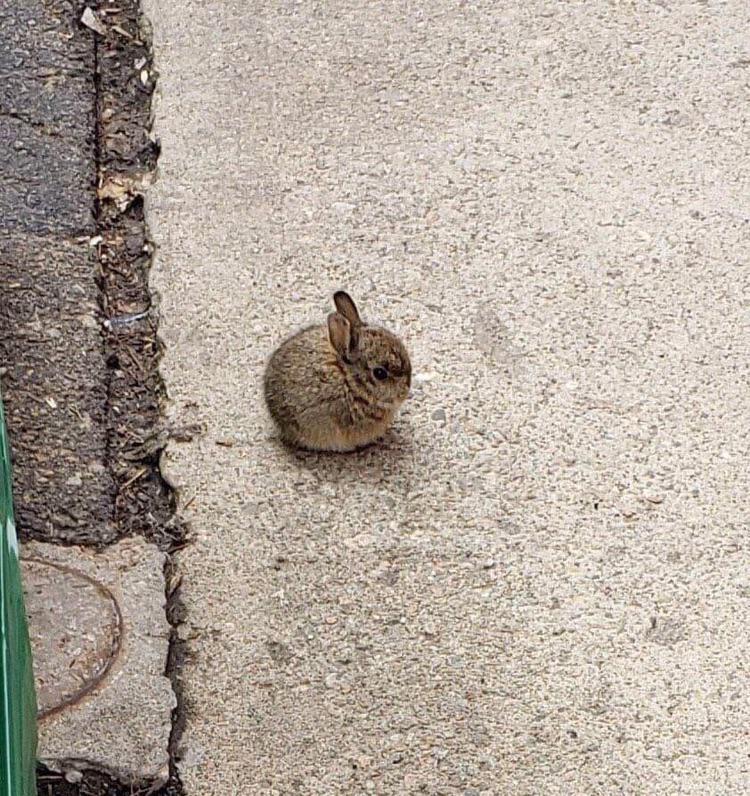 A Wholesome Sphere | Animals | Know Your Meme