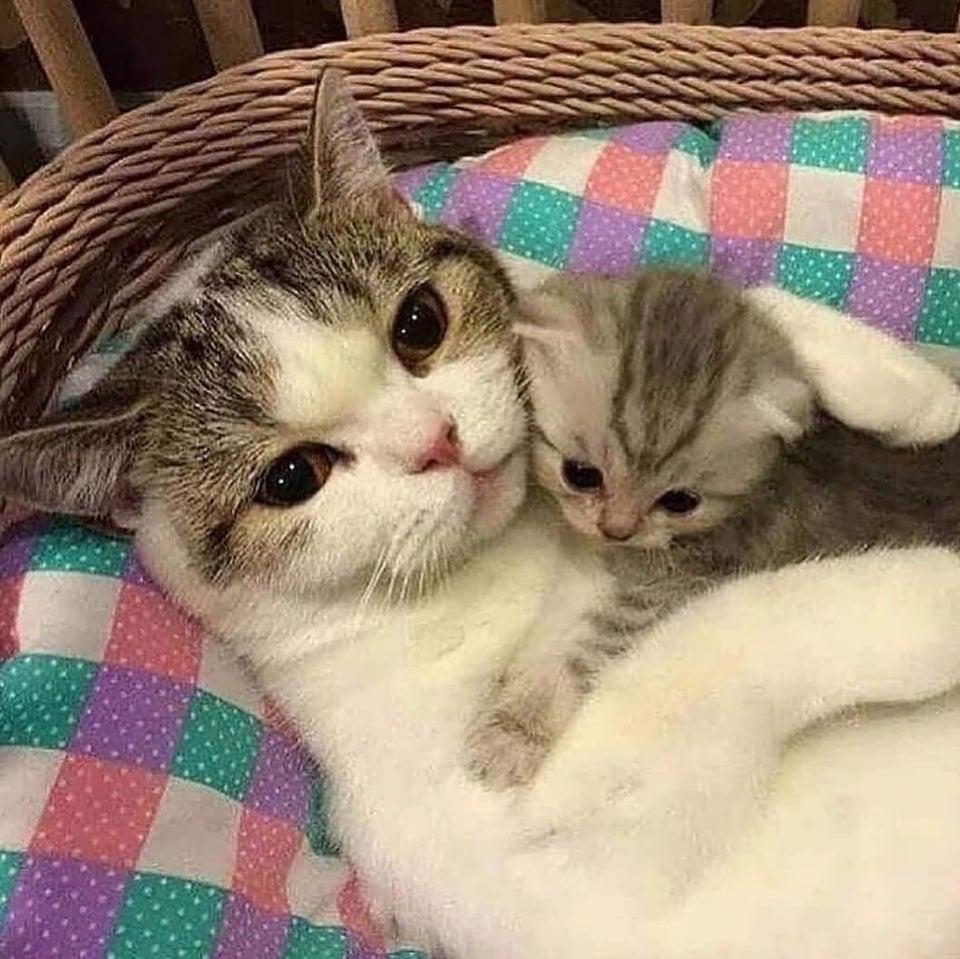 Mom's Favorite | Animals | Know Your Meme