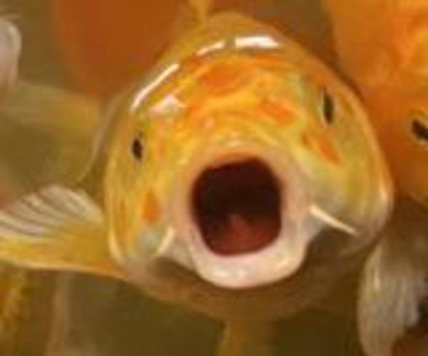Invest in surprised fish | /r/MemeEconomy | Know Your Meme
