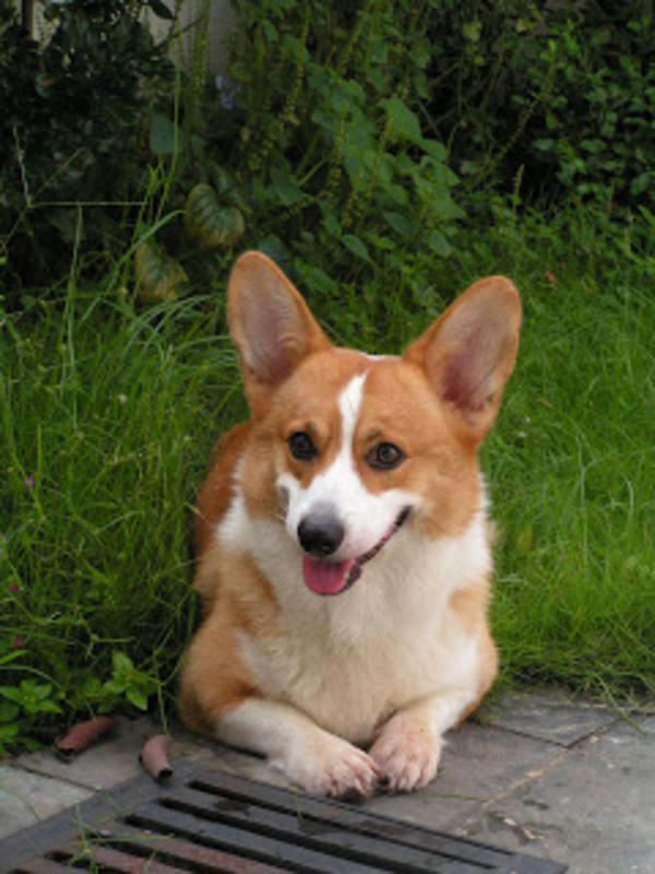 SCP-2952 - Conveyance Of Regional Gwerin Internationally | SCP ...