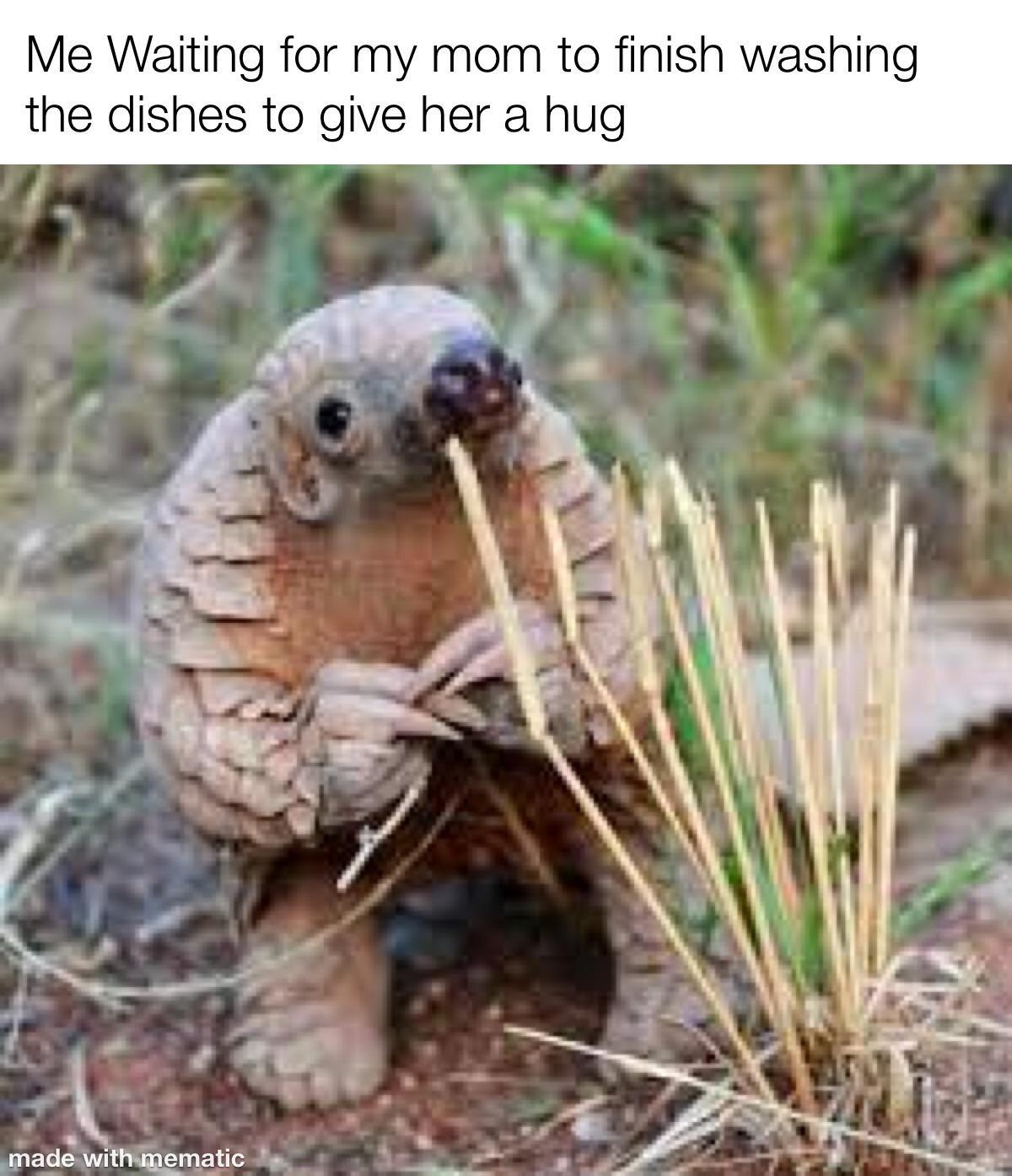 I love Pangolins | /r/wholesomememes | Wholesome Memes | Know Your Meme