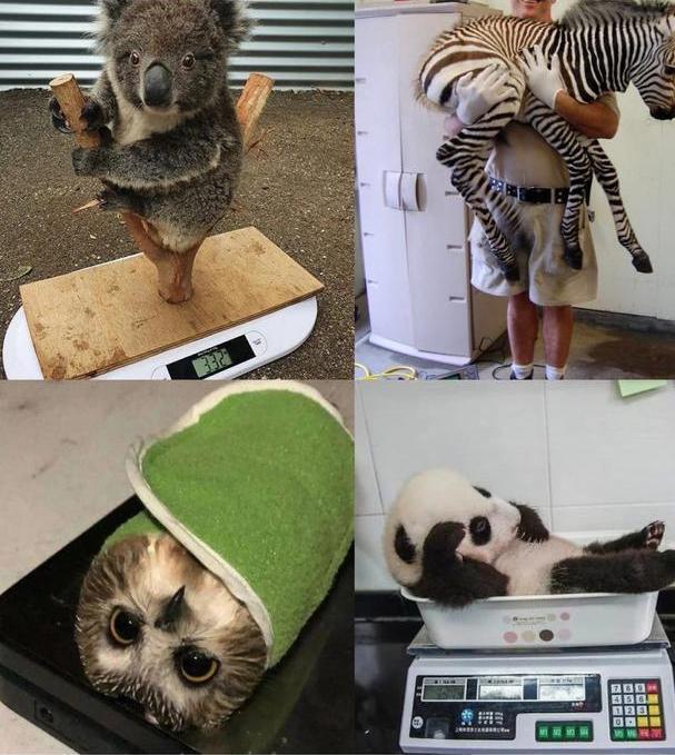 Blessed_Weighing | Blessed Image | Know Your Meme