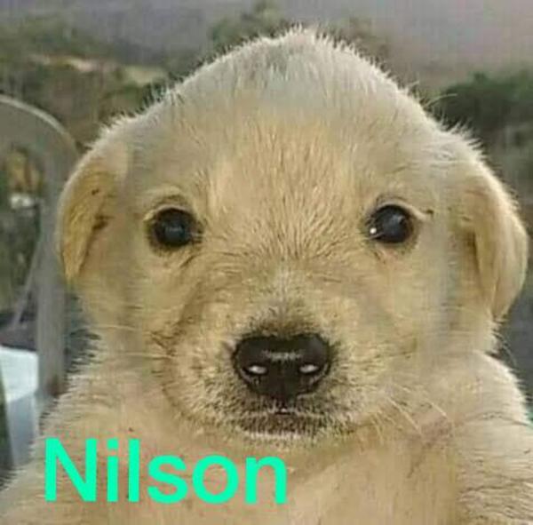 Nilson | Jotchua | Know Your Meme