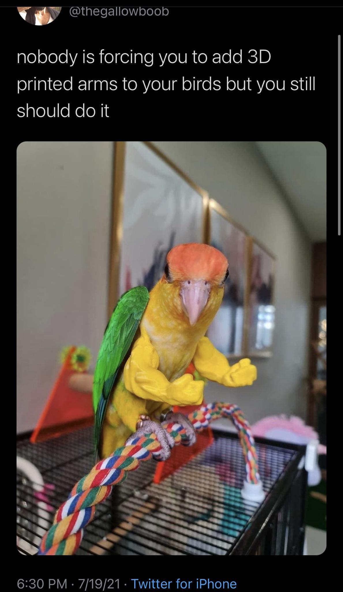 Stronk Birb | Birds | Know Your Meme