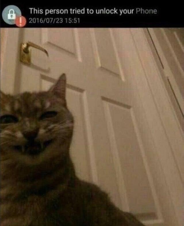 Oddly Terrifying | Cats | Know Your Meme