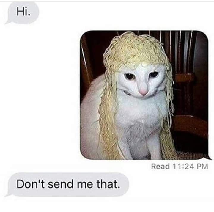 How to Keep a Conversation Going | Cats | Know Your Meme