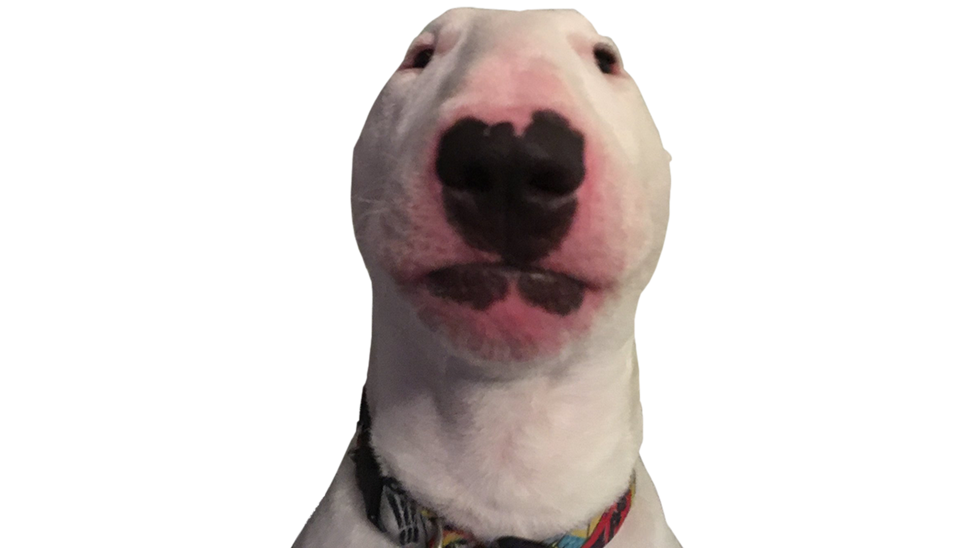 Le HD Walter has arrived | /r/dogelore | Ironic Doge Memes | Know Your Meme