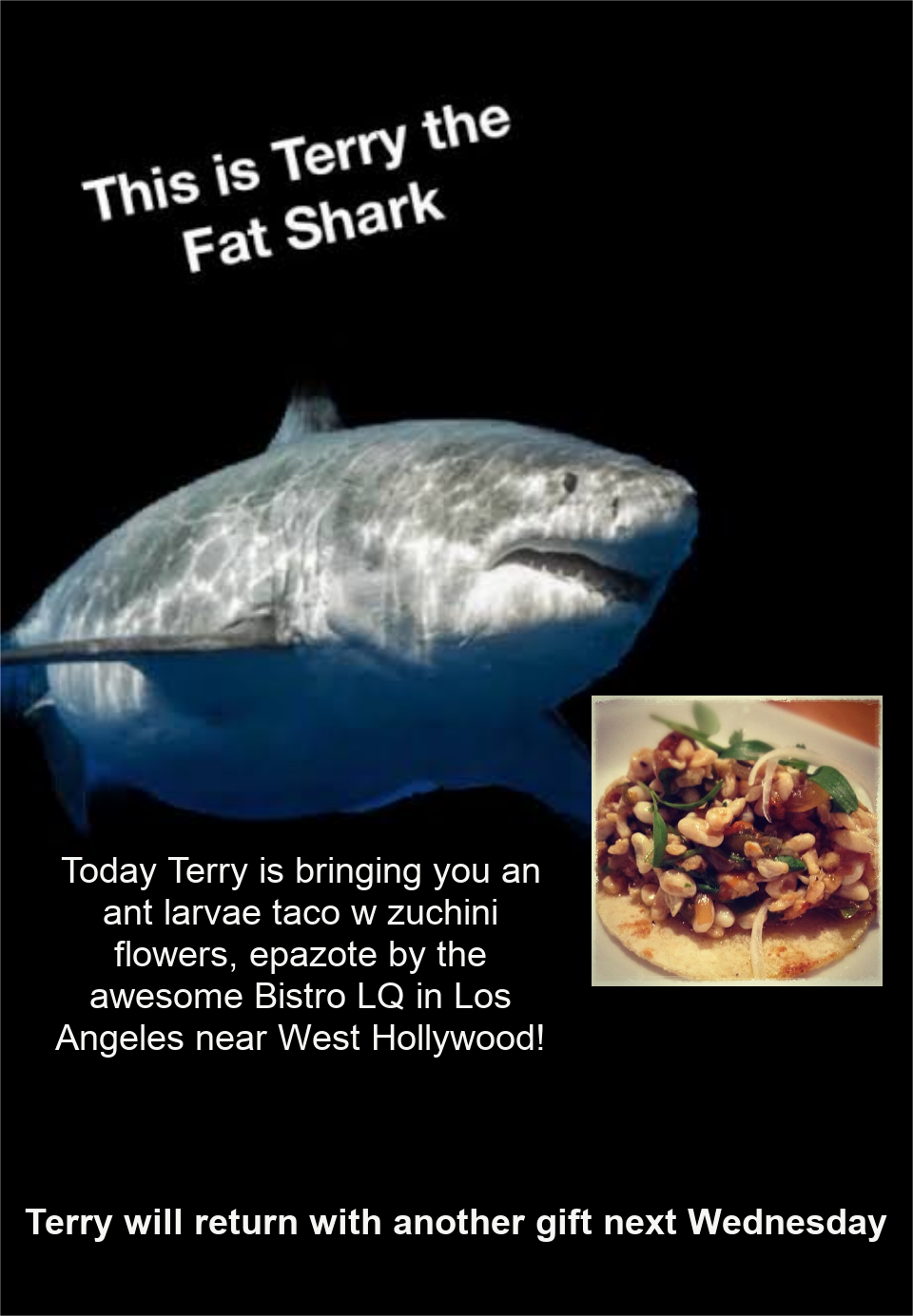 Ant Larvae Taco | Terry The Fat Shark | Know Your Meme