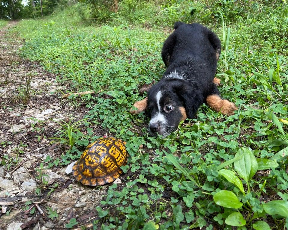Meeting His First Box Turtle | Animals | Know Your Meme