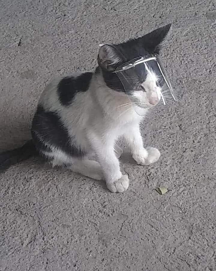 kitten wearing face shield | Cats | Know Your Meme