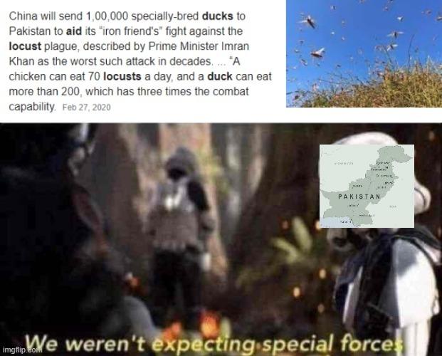 the ducks are coming | We Weren't Expecting Special Forces | Know Your Meme