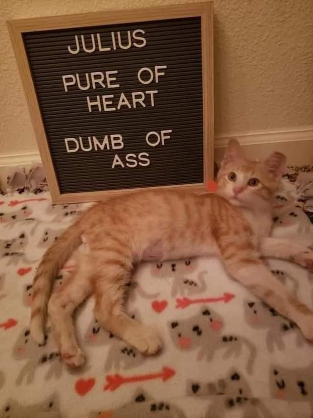 Julius | Cats | Know Your Meme