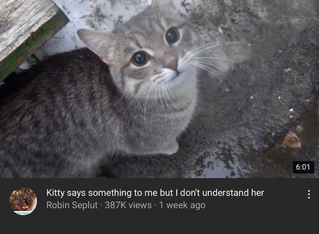 Maybe You're Just Not Listening | Cats | Know Your Meme