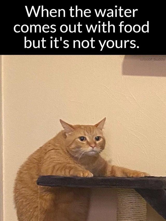 And You've Been Waiting a Whole Five Minutes | Cats | Know Your Meme