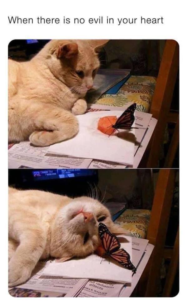 This Is So Rare from a Cat | Cats | Know Your Meme