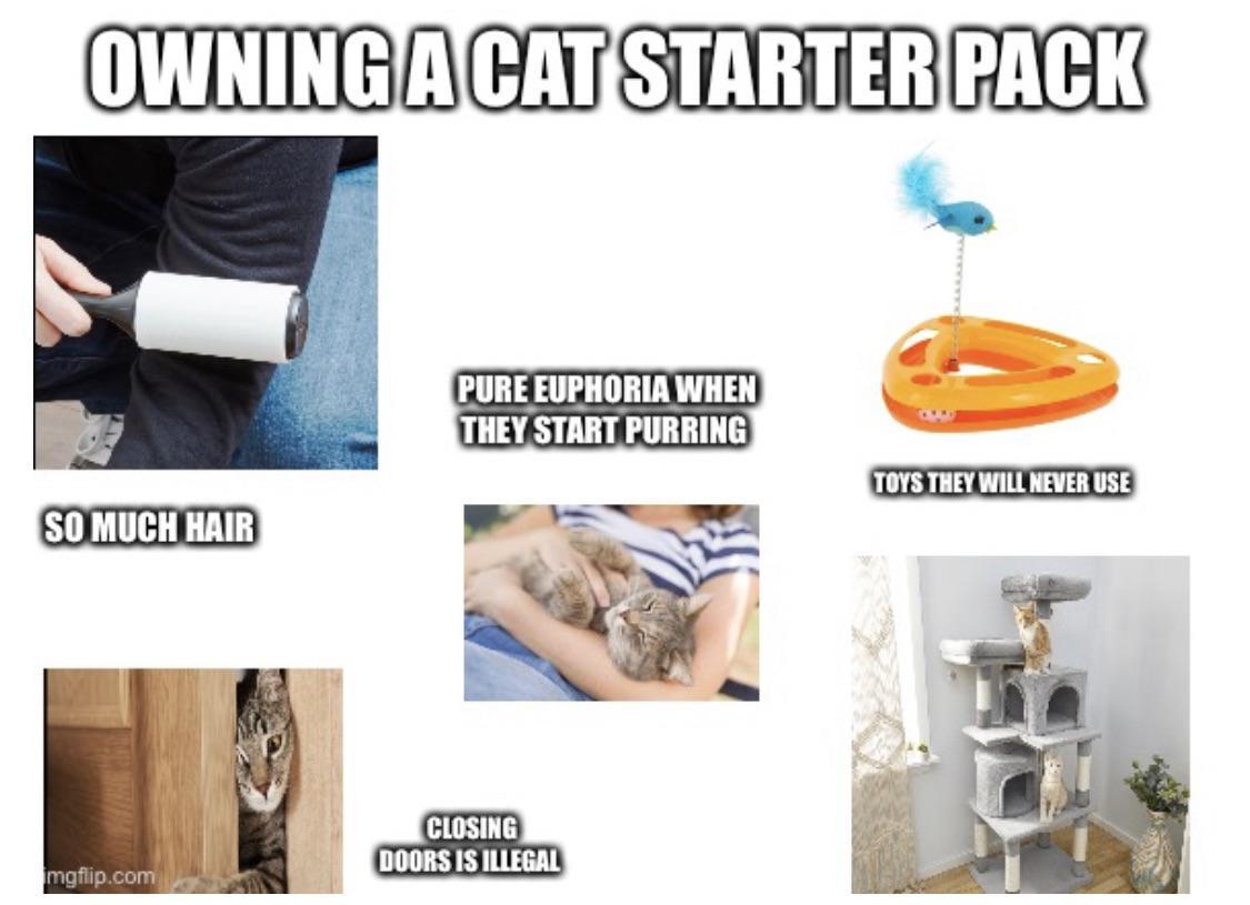 Owning a cat starter pack | /r/starterpacks | Starter Packs | Know Your ...