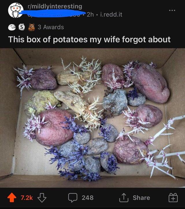 Mutant Potatoes | Cursed Images | Know Your Meme