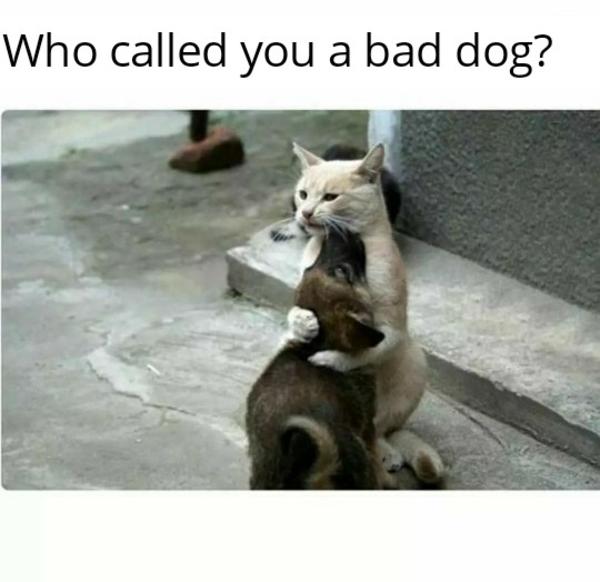 Supportive friend | /r/wholesomememes | Wholesome Memes | Know Your Meme