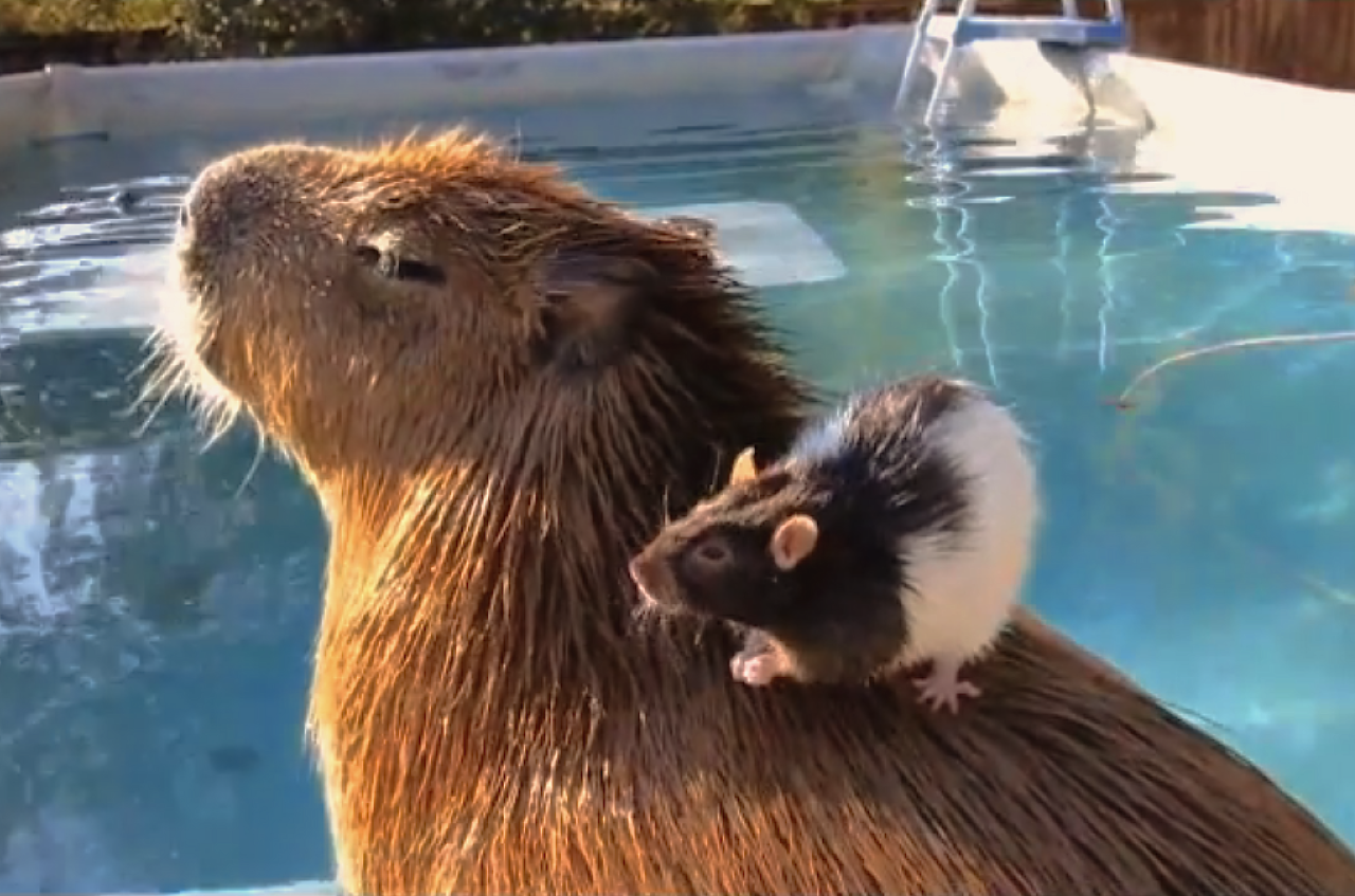 Rat Sitting on a Capybara | Capybaras | Know Your Meme