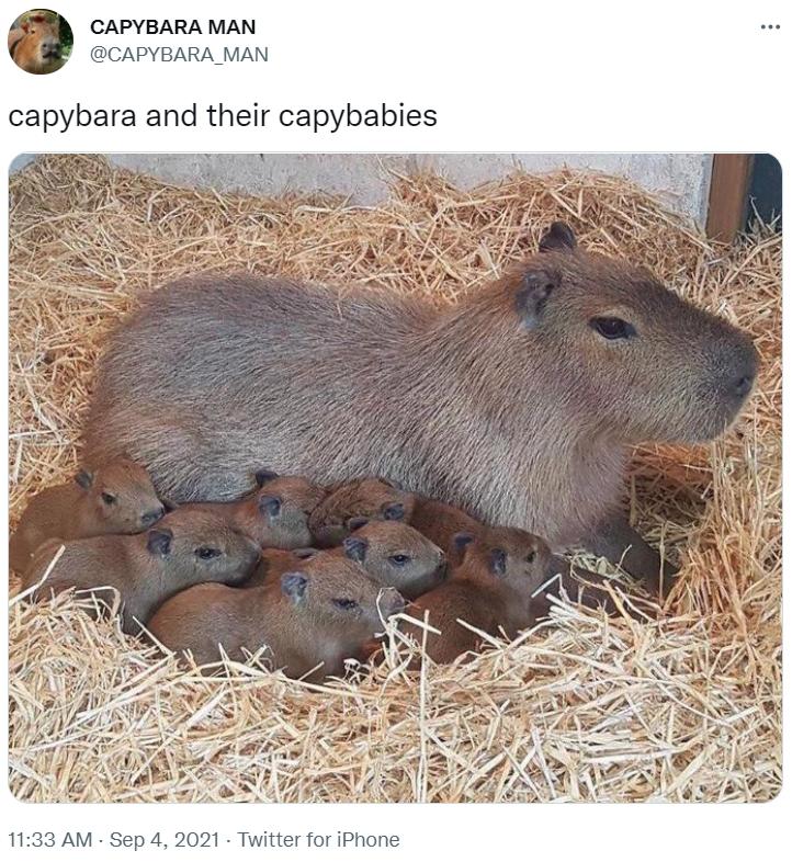 capybara and their capybabies | Capybaras | Know Your Meme