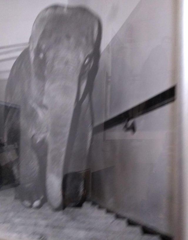 Cursed_Elephant in the Room | Cursed Images | Know Your Meme