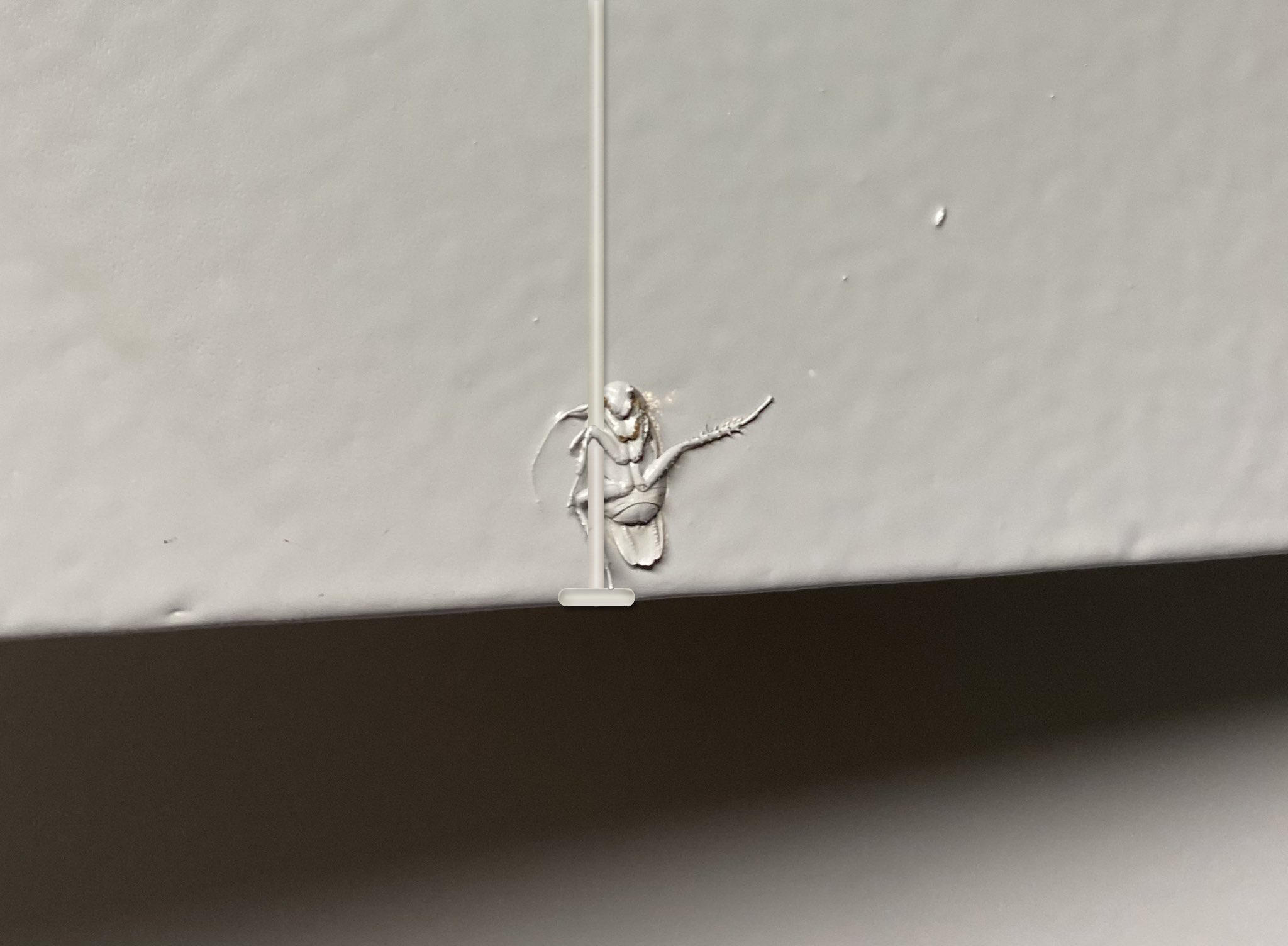 Painted Cockroach Dancing on a Pole | Painted-Over Cockroach | Know ...