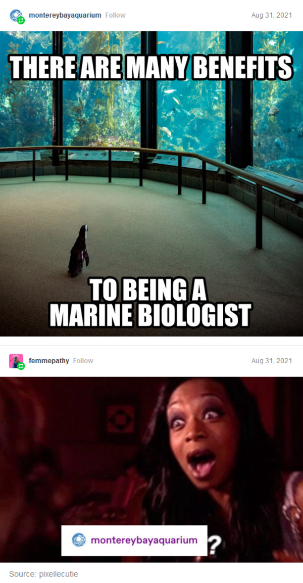 Benefit #55: Free-roam penguins | There Are Many Benefits To Being A ...