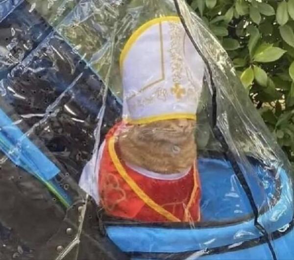 How Every Stroller Cat Feels | /r/Hmmm | Know Your Meme