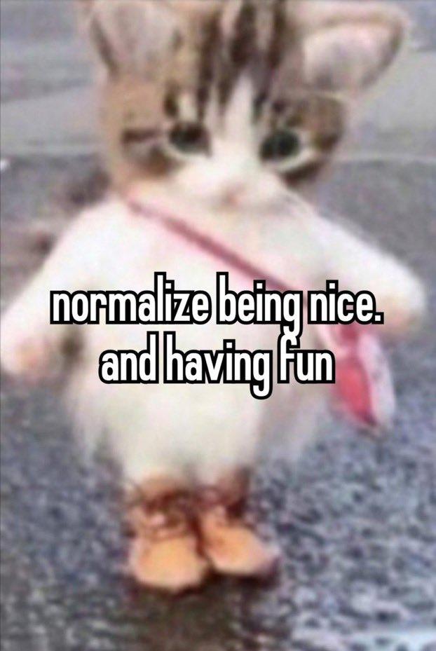 Normalize Being Nice and Having Fun | Hehe Cat | Know Your Meme