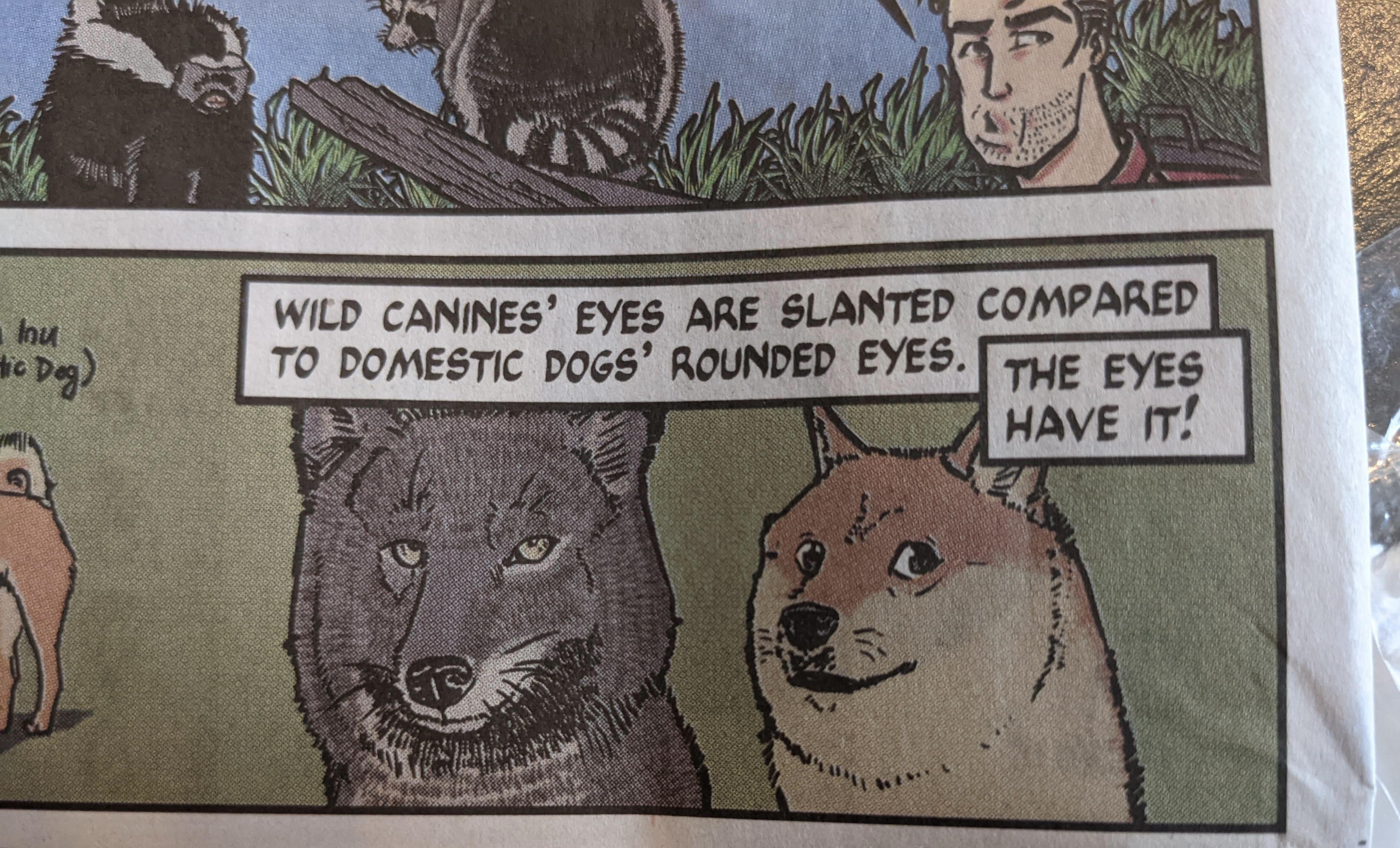 Le domestication has arrived | /r/dogelore | Ironic Doge Memes | Know ...