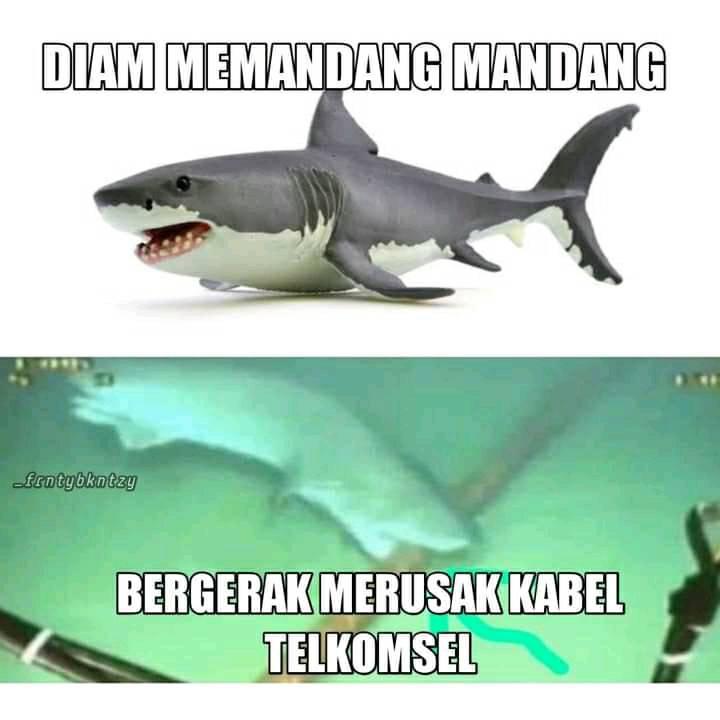 Joke aside, it's not true that a shark ripped the undersea cable ...