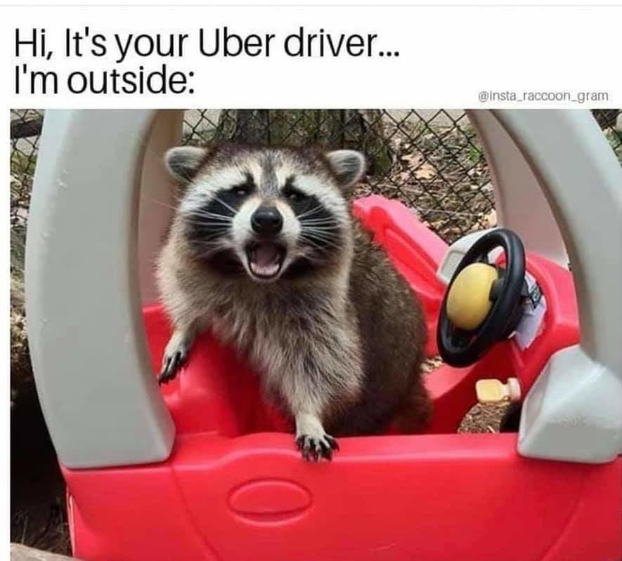 Get In Loser, We're Going Dumpster Diving | Animals | Know Your Meme