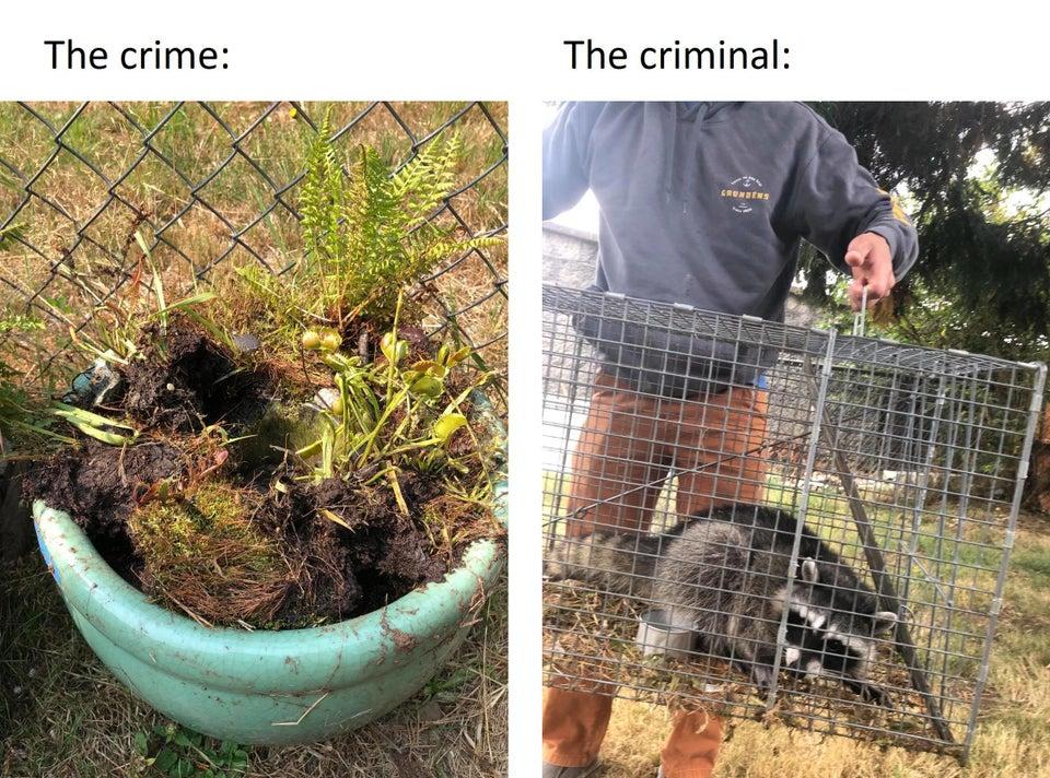 Felon Apprehended | Animals | Know Your Meme