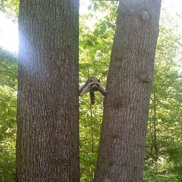 Spider Raccoon | Animals | Know Your Meme